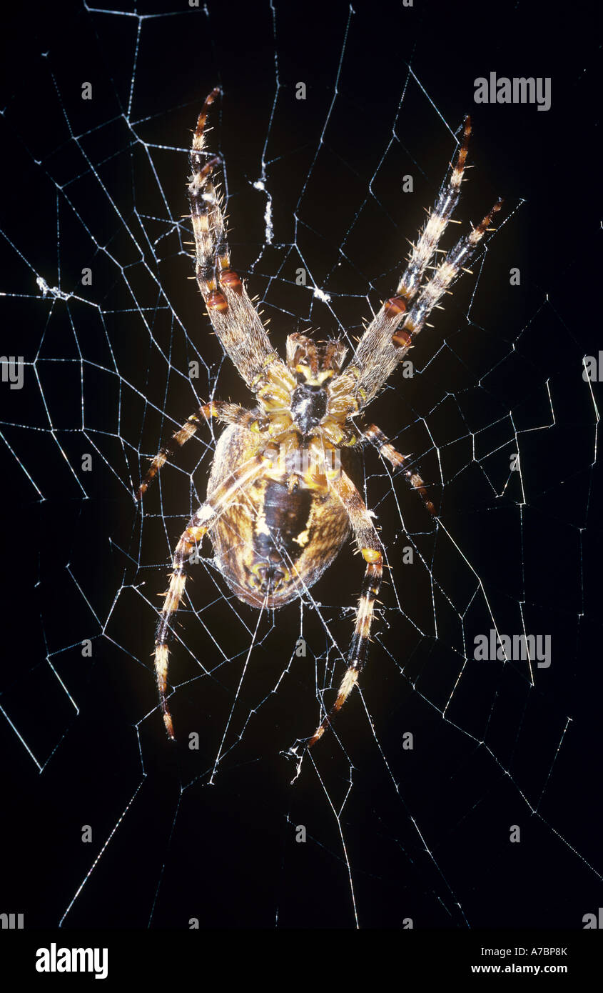 European Garden Spider, Cross Orbweaver, Cross Spider (Araneus ...