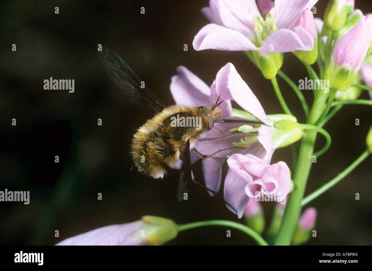 bee fly - at blossom / Bombyliidae Stock Photo - Alamy