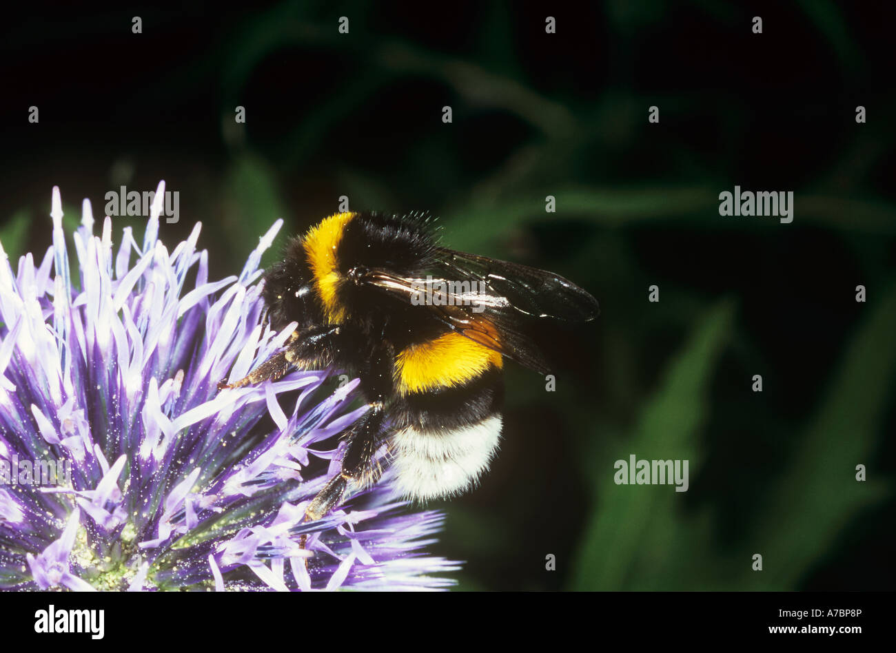 buff-tailed bumblebee - at blossom / Bombus terrestris Stock Photo - Alamy