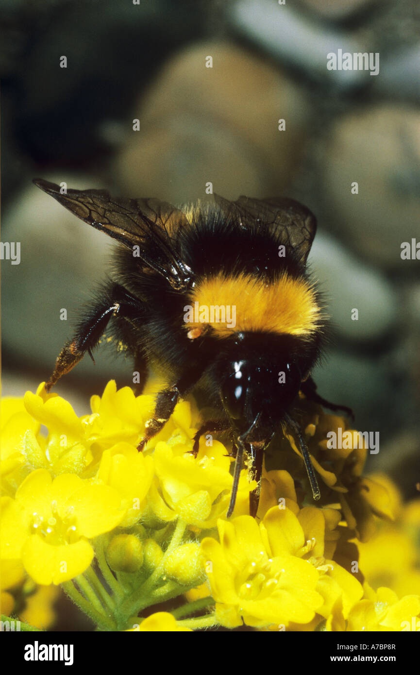 buff-tailed bumblebee - at blossom / Bombus terrestris Stock Photo - Alamy