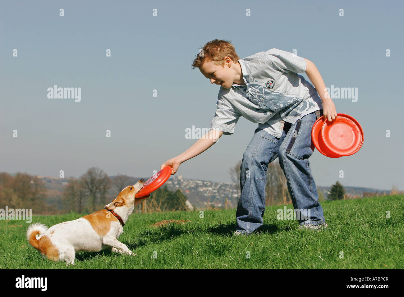 boy and Jack Russell Terrier - playing Stock Photo - Alamy