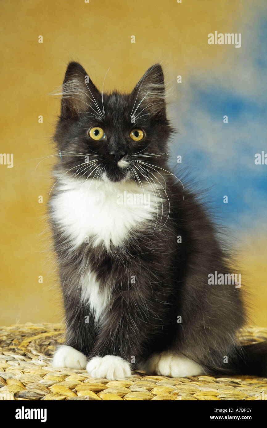 kitten - sitting lateral Stock Photo - Alamy
