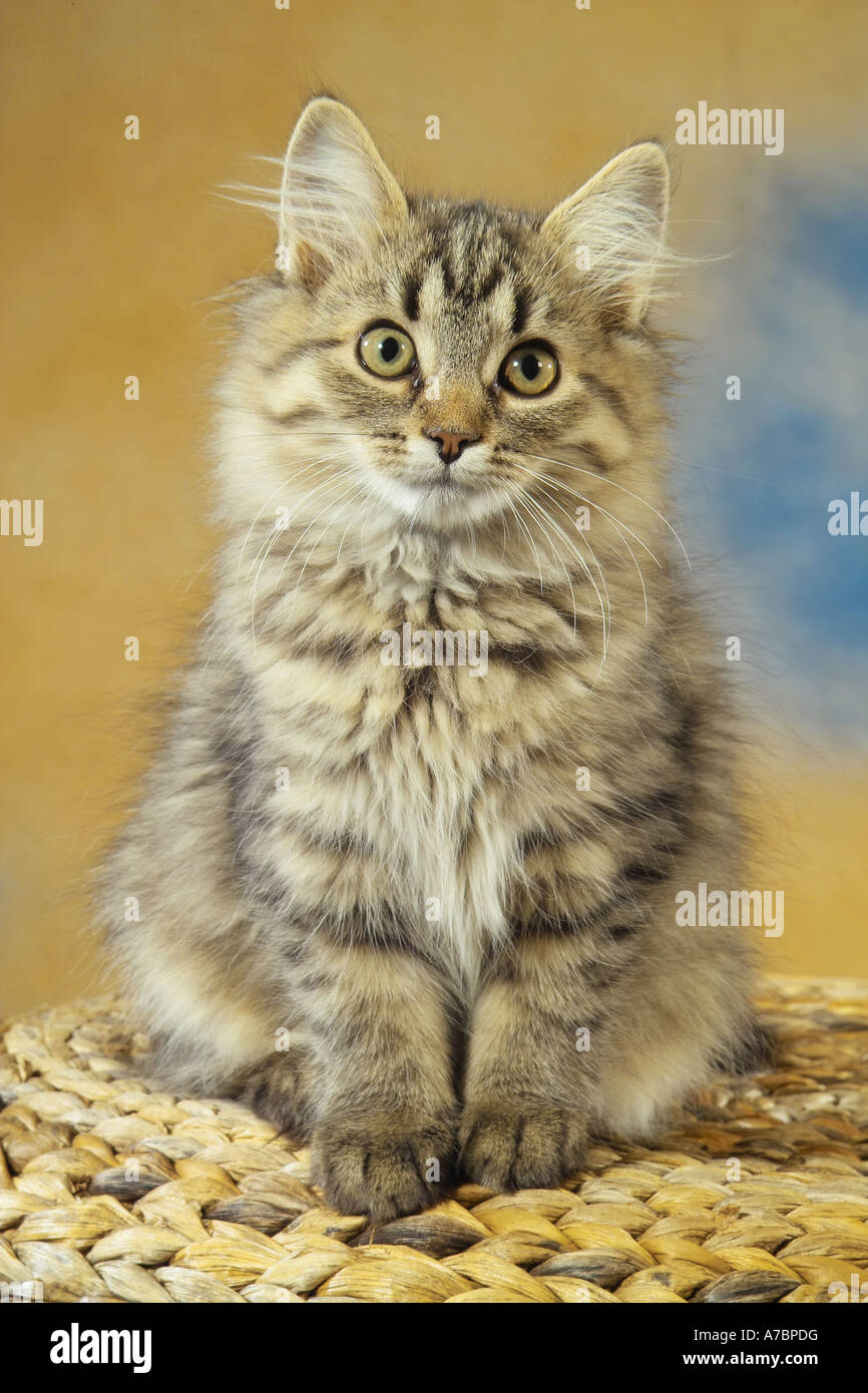 Domestic cat. Kitten sitting, longhair-mix Stock Photo - Alamy