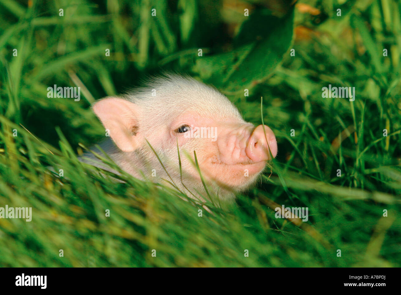 piglet on meadow Stock Photo - Alamy