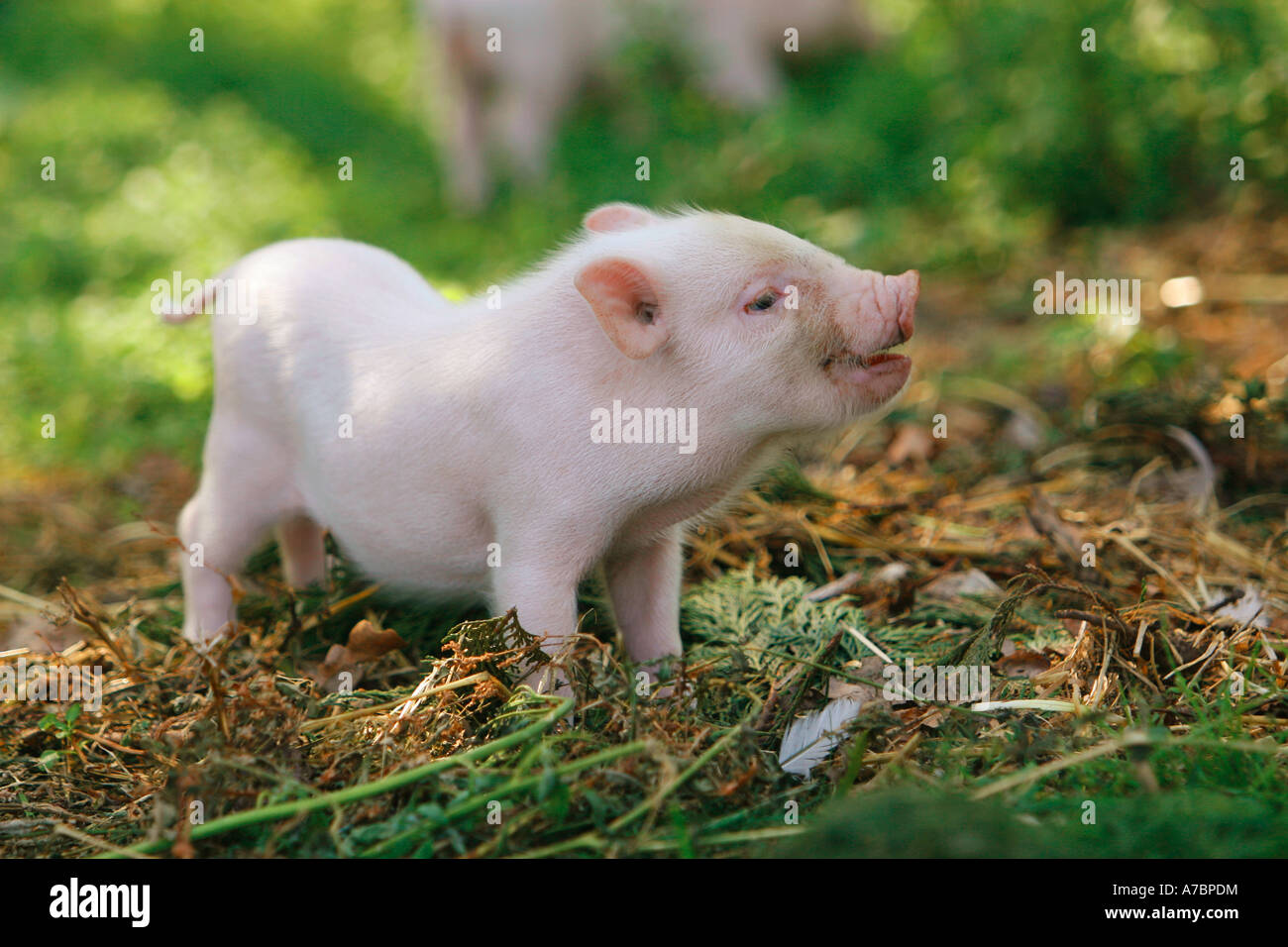 Domestic pig. Piglet standing Stock Photo - Alamy