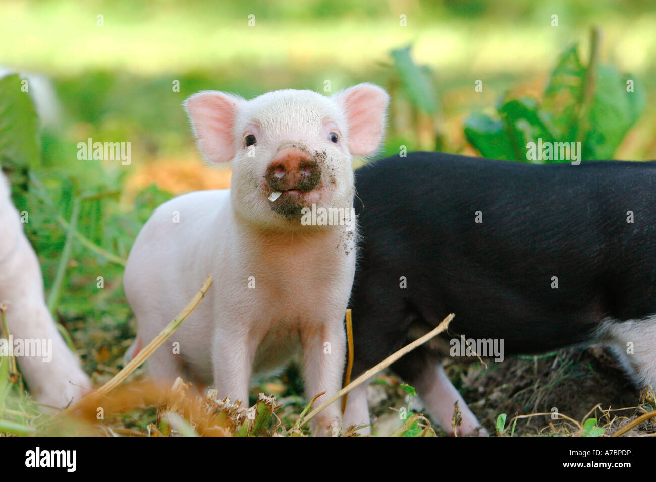 piglet - standing Stock Photo - Alamy