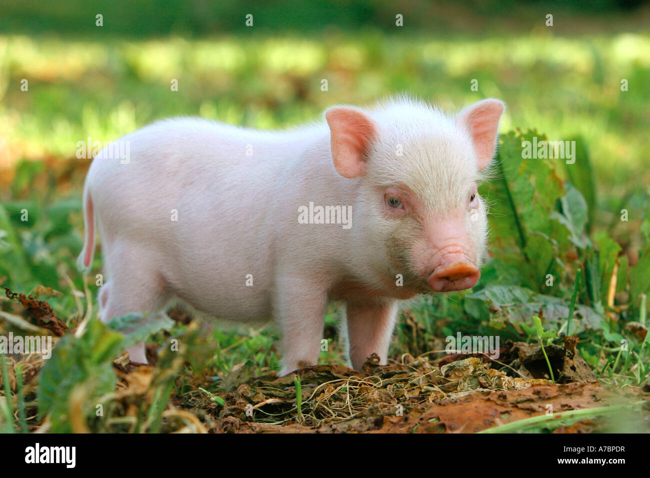piglet - standing Stock Photo - Alamy