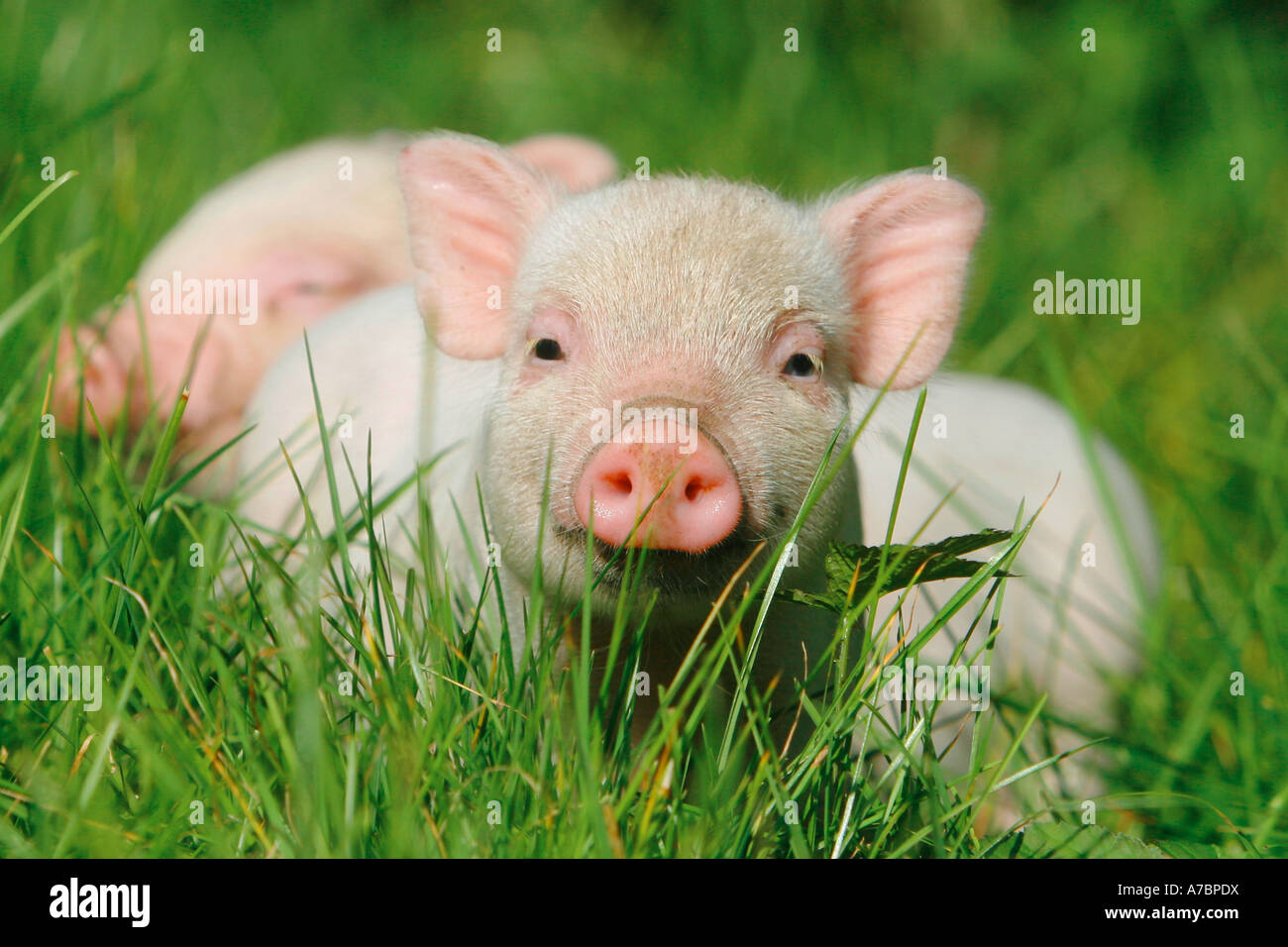 Domestic Pig. Piglet in grass Stock Photo - Alamy