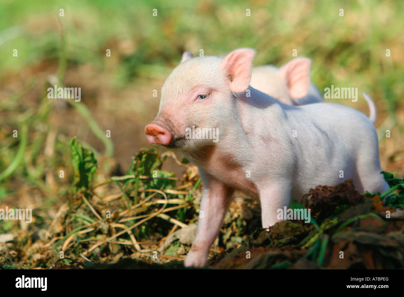 piglet - standing Stock Photo - Alamy
