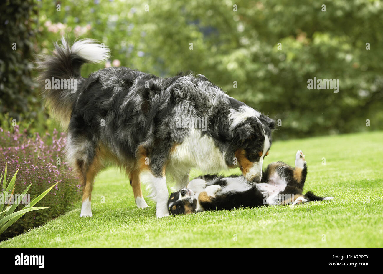 Australian Shepherd and puppy on meadow Stock Photo - Alamy