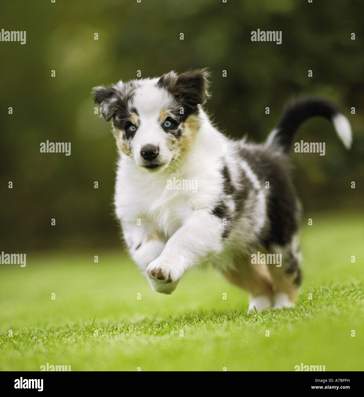 Australian shepherd puppy running in hi-res stock photography and ...