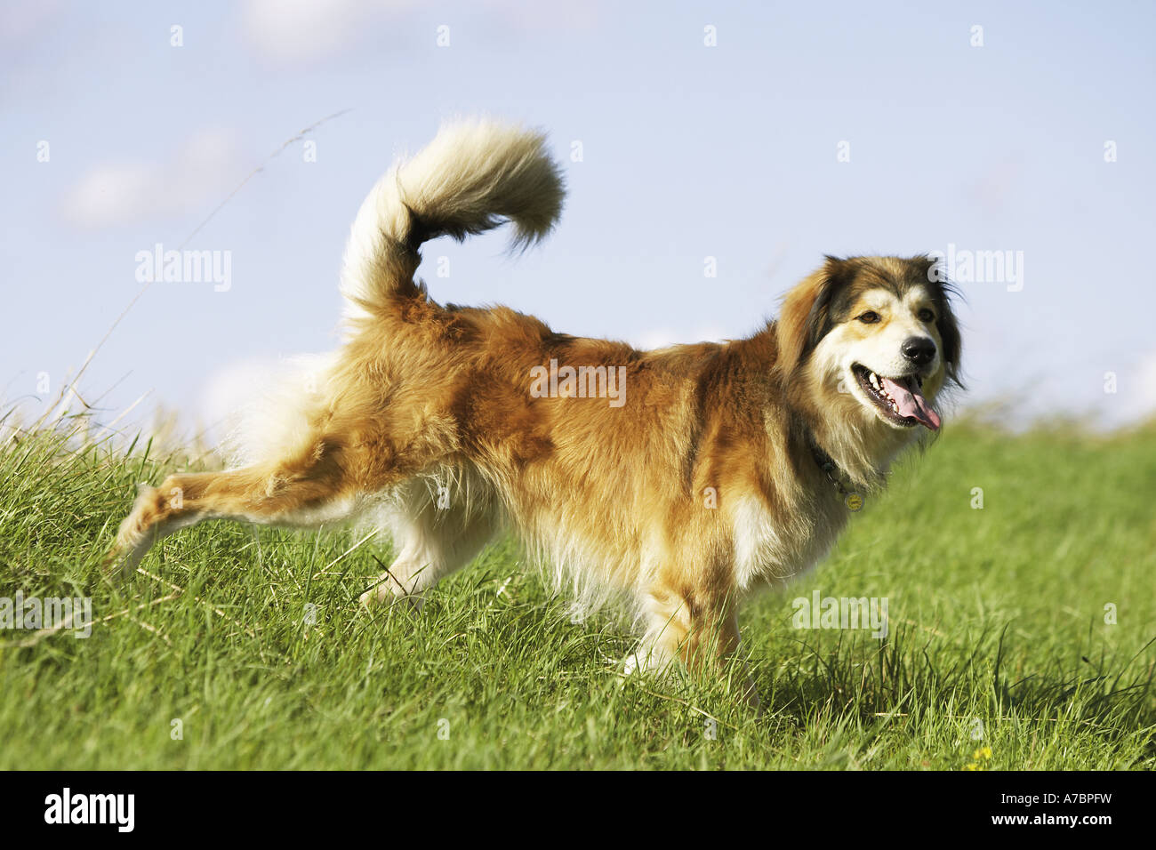 half breed dog - standing on meadow Stock Photo - Alamy