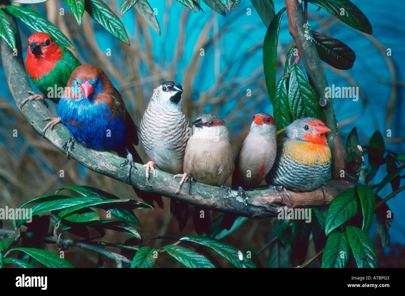 Red throated finch hi-res stock photography and images - Alamy
