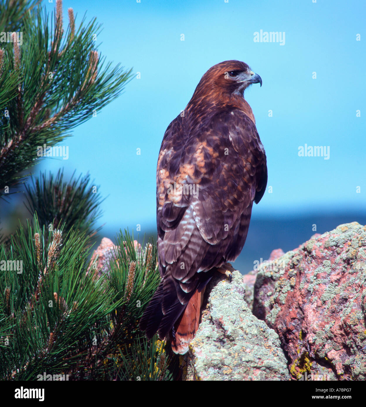 Red-tailed Hawk Stock Photo - Alamy