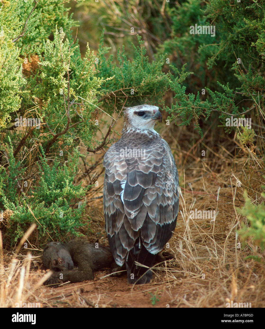 African hawk eagle hieraaetus spilogaster adult hi-res stock ...