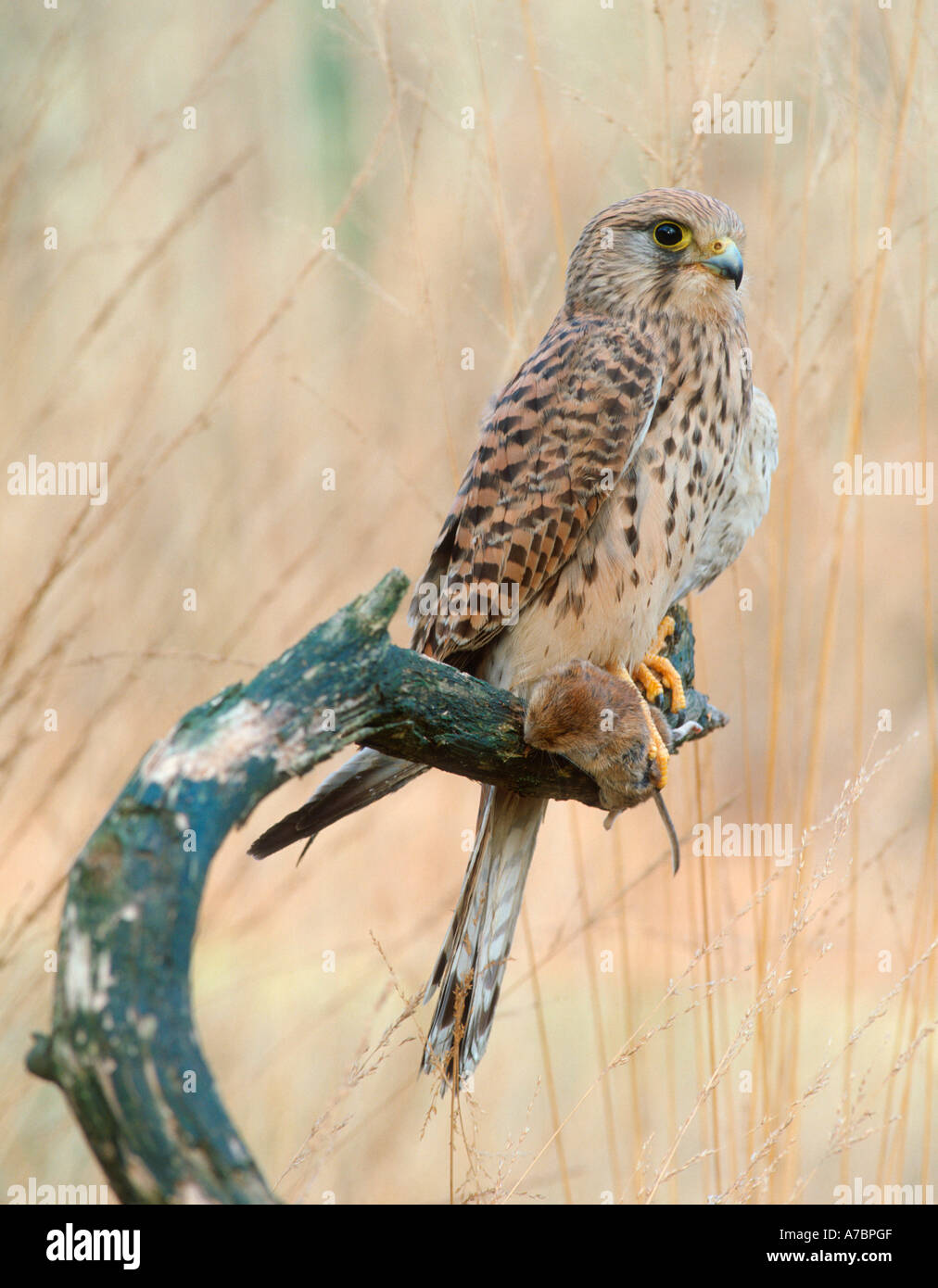 Common Kestrel Stock Photo - Alamy