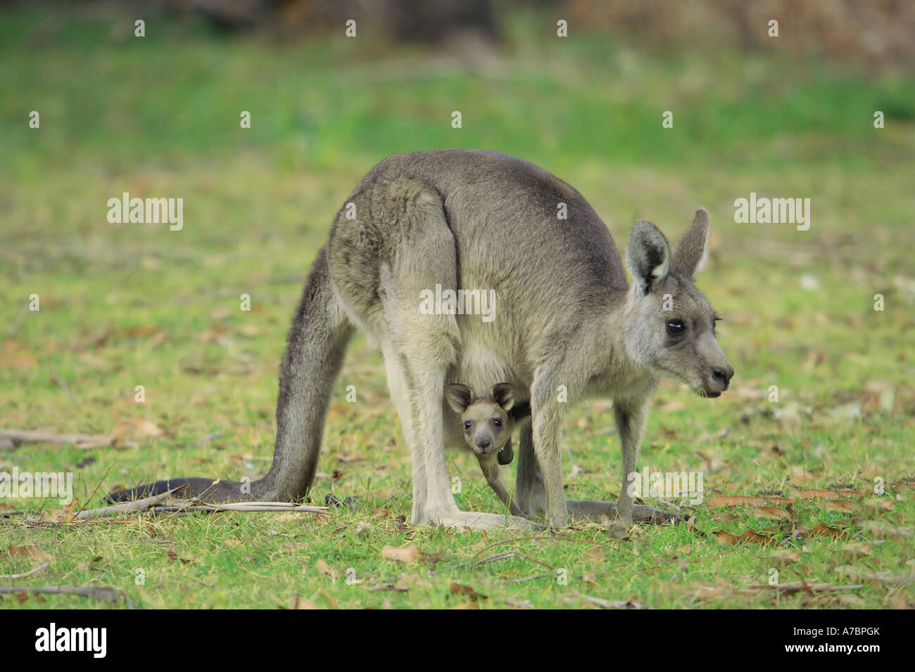 grey kangaroo with cub / Macropus giganteus Stock Photo - Alamy