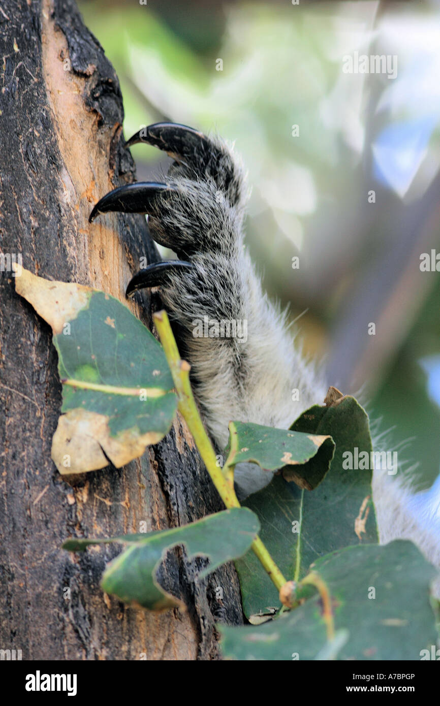 Koala (Phascolarctos cinereus). Close-up of foot with claws Stock Photo ...