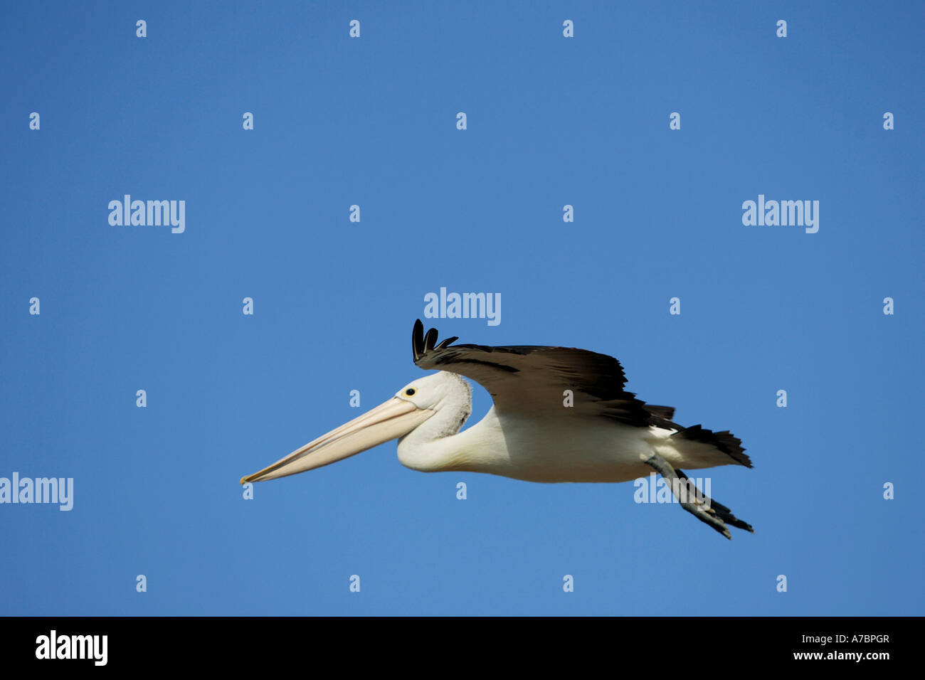Pelican flying australian hi-res stock photography and images - Alamy