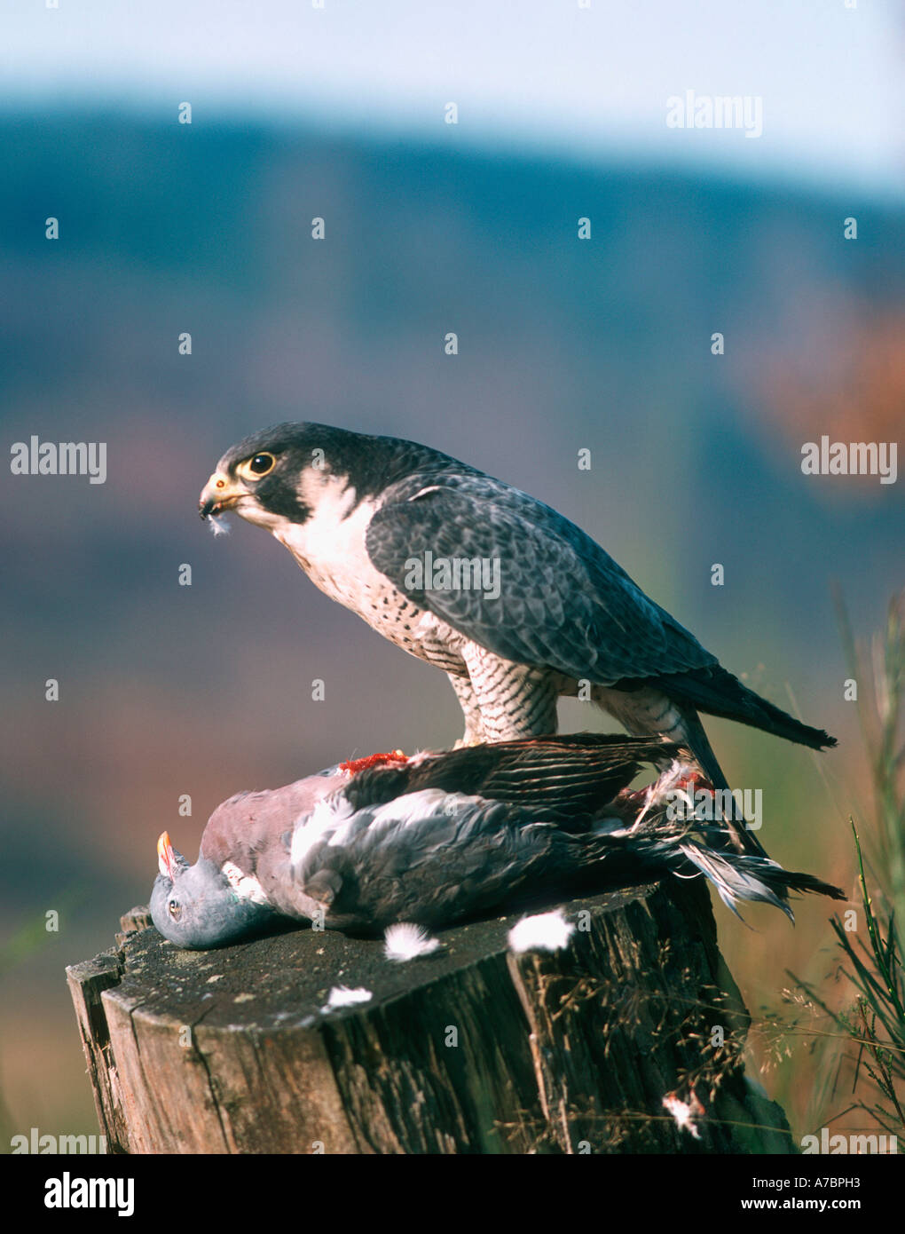 Peregrine Falcon Stock Photo - Alamy