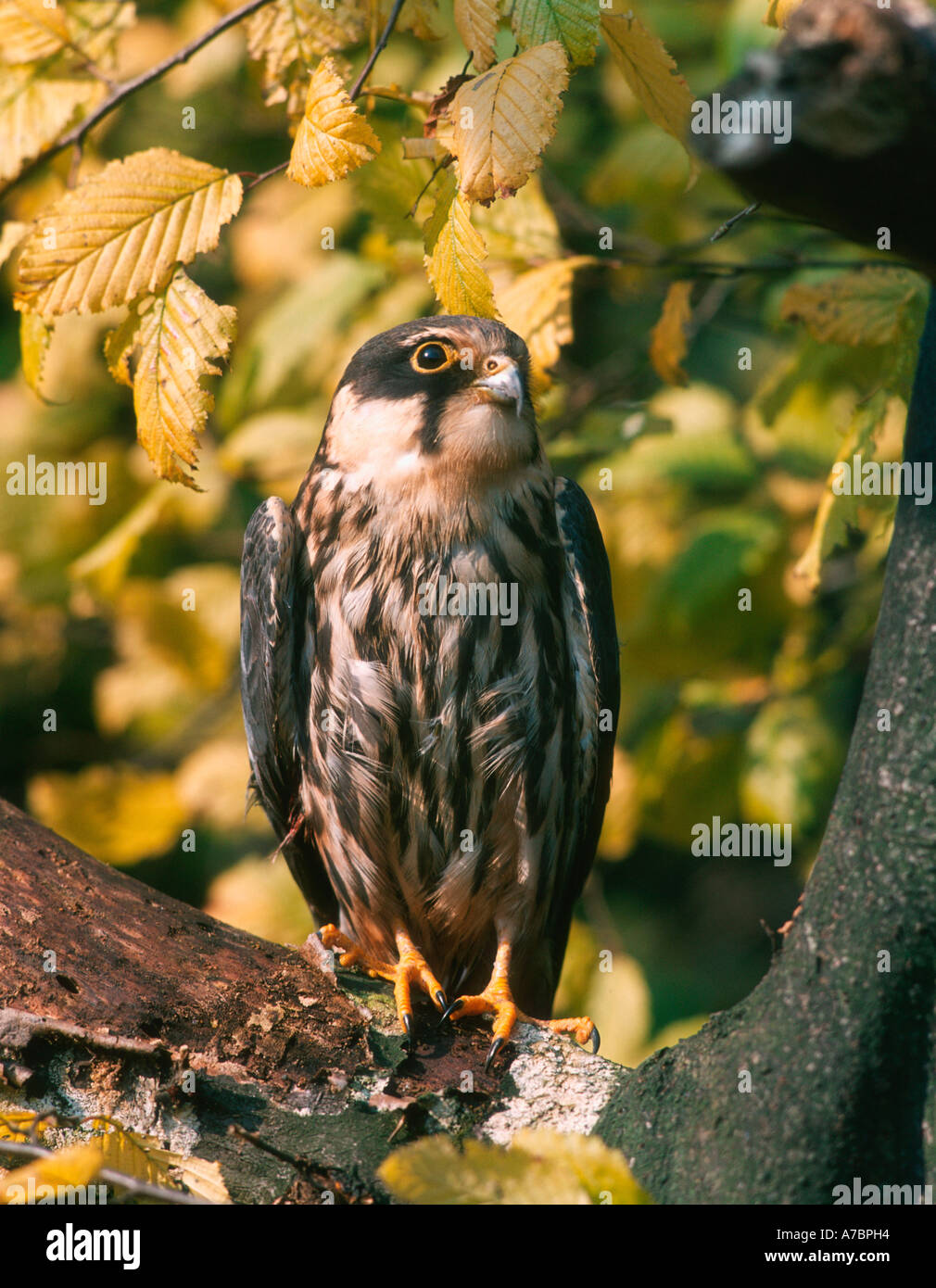 Hobby Falcon Stock Photo - Alamy