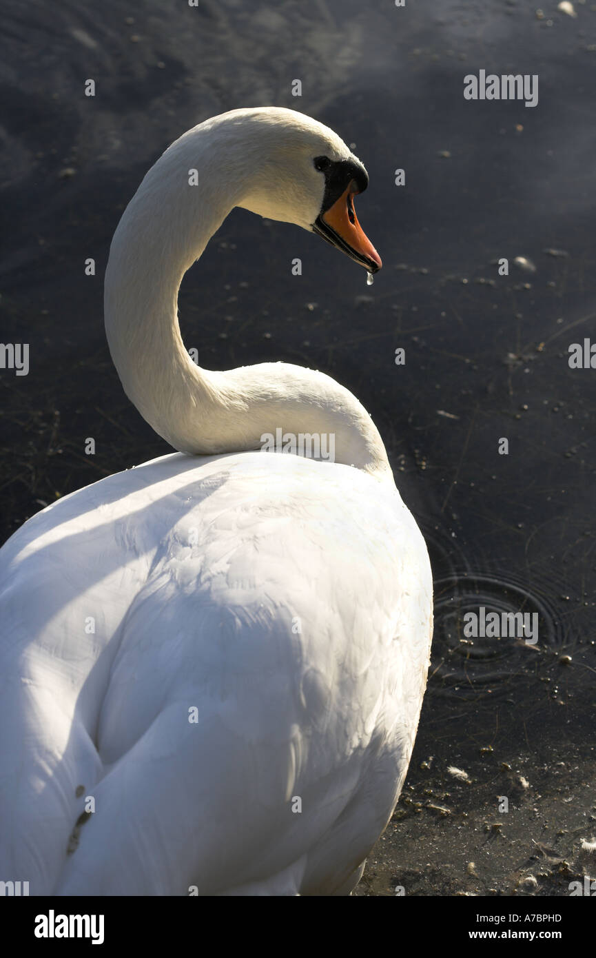 Dripping Swan standing in evening sunlight against dark background ...