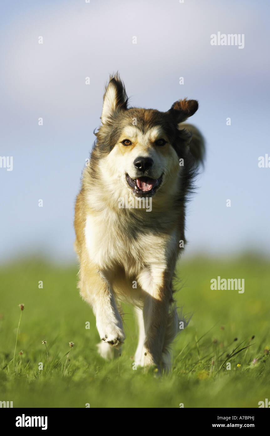 half breed dog - on meadow Stock Photo - Alamy