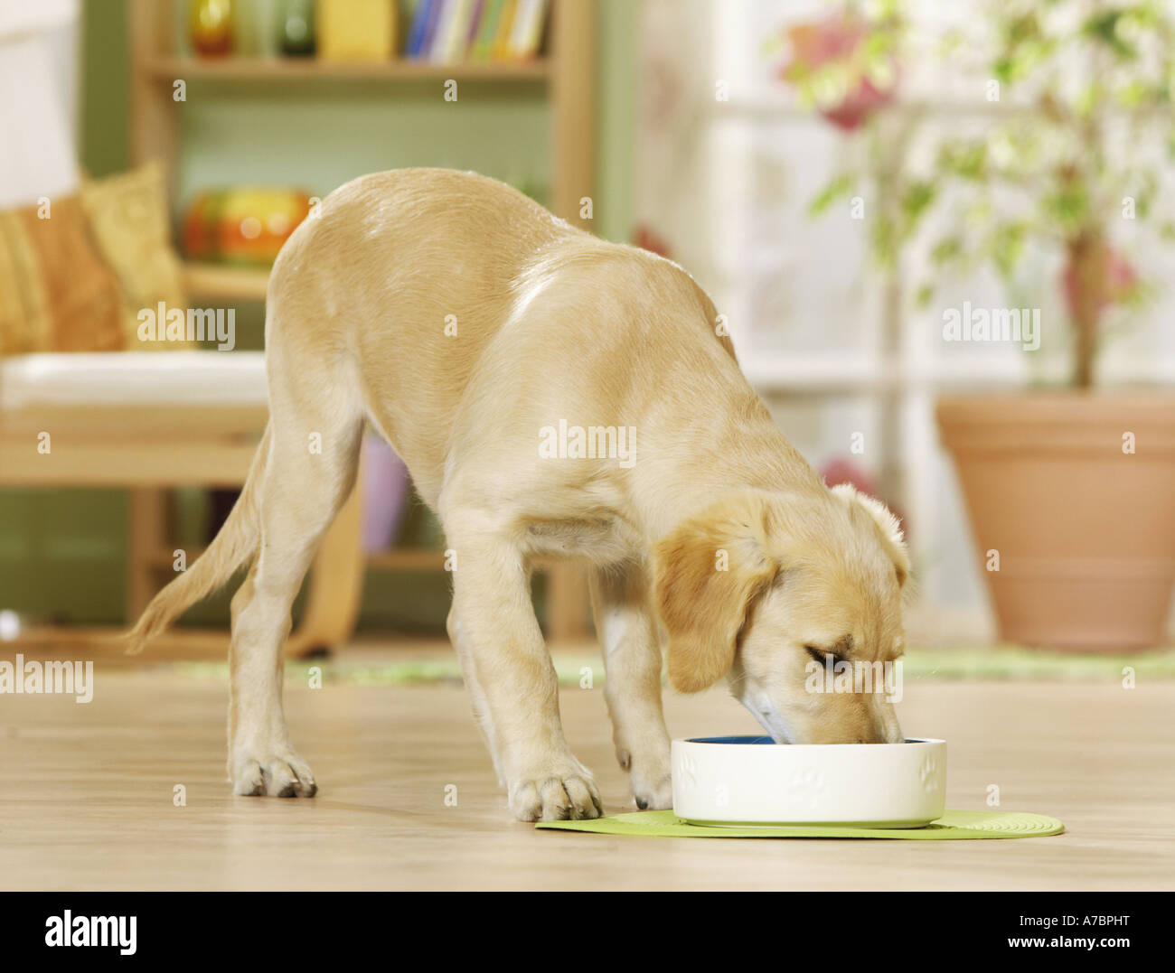 Labrador Retriever eats from a height-adjustable feed bar Stock Photo ...