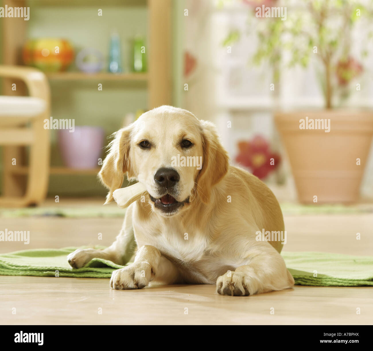 Golden Retriever puppy with bone Stock Photo - Alamy