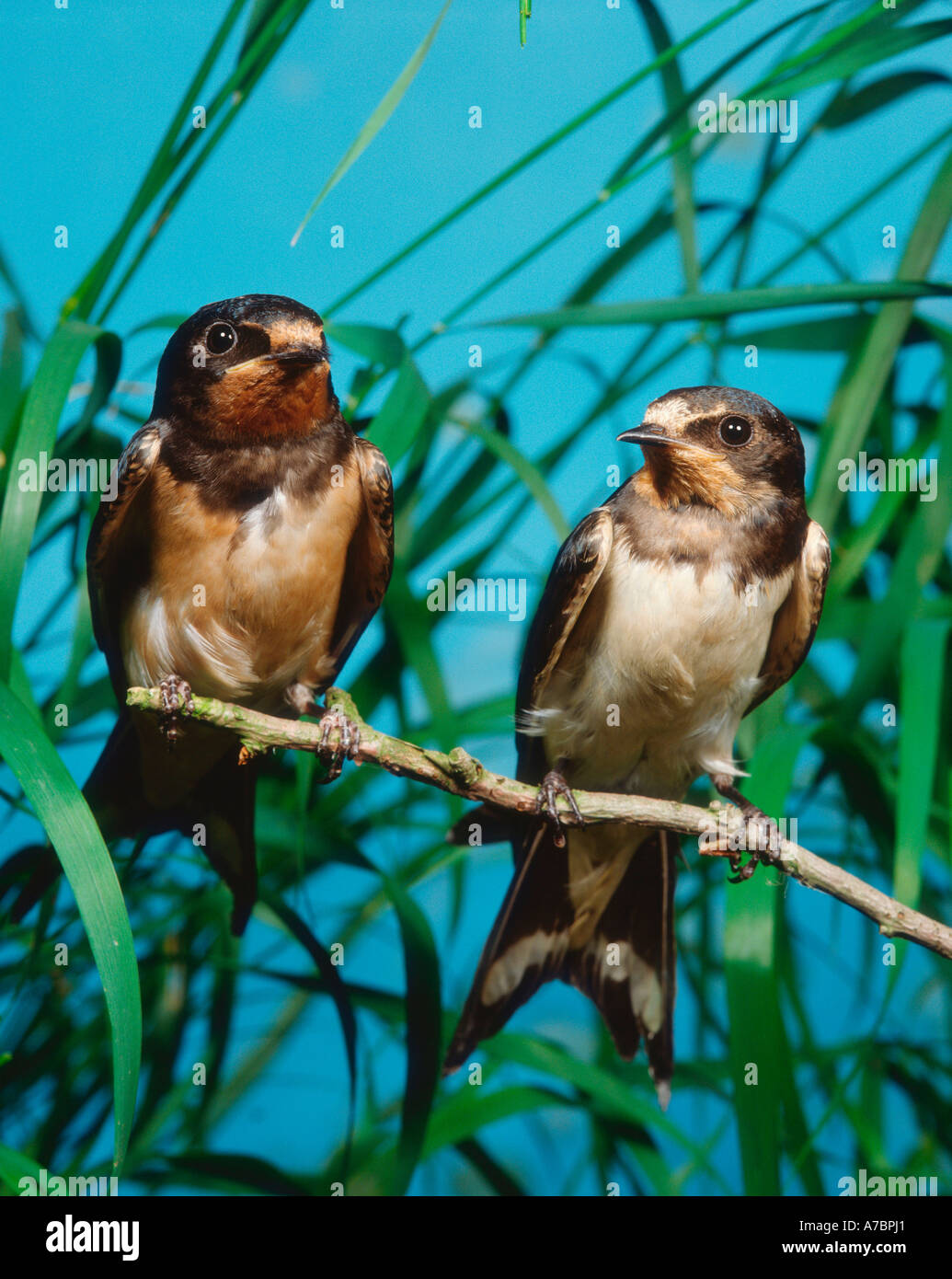 Barn Swallow Stock Photo - Alamy
