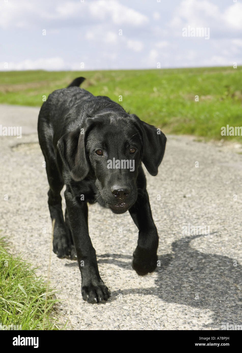 young Labrador Retriever Stock Photo - Alamy