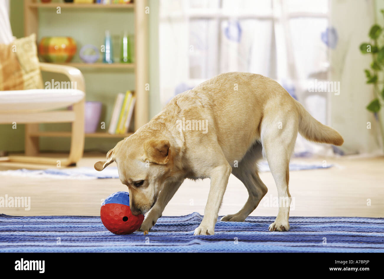 Labrador Retriever - playing with ball Stock Photo - Alamy