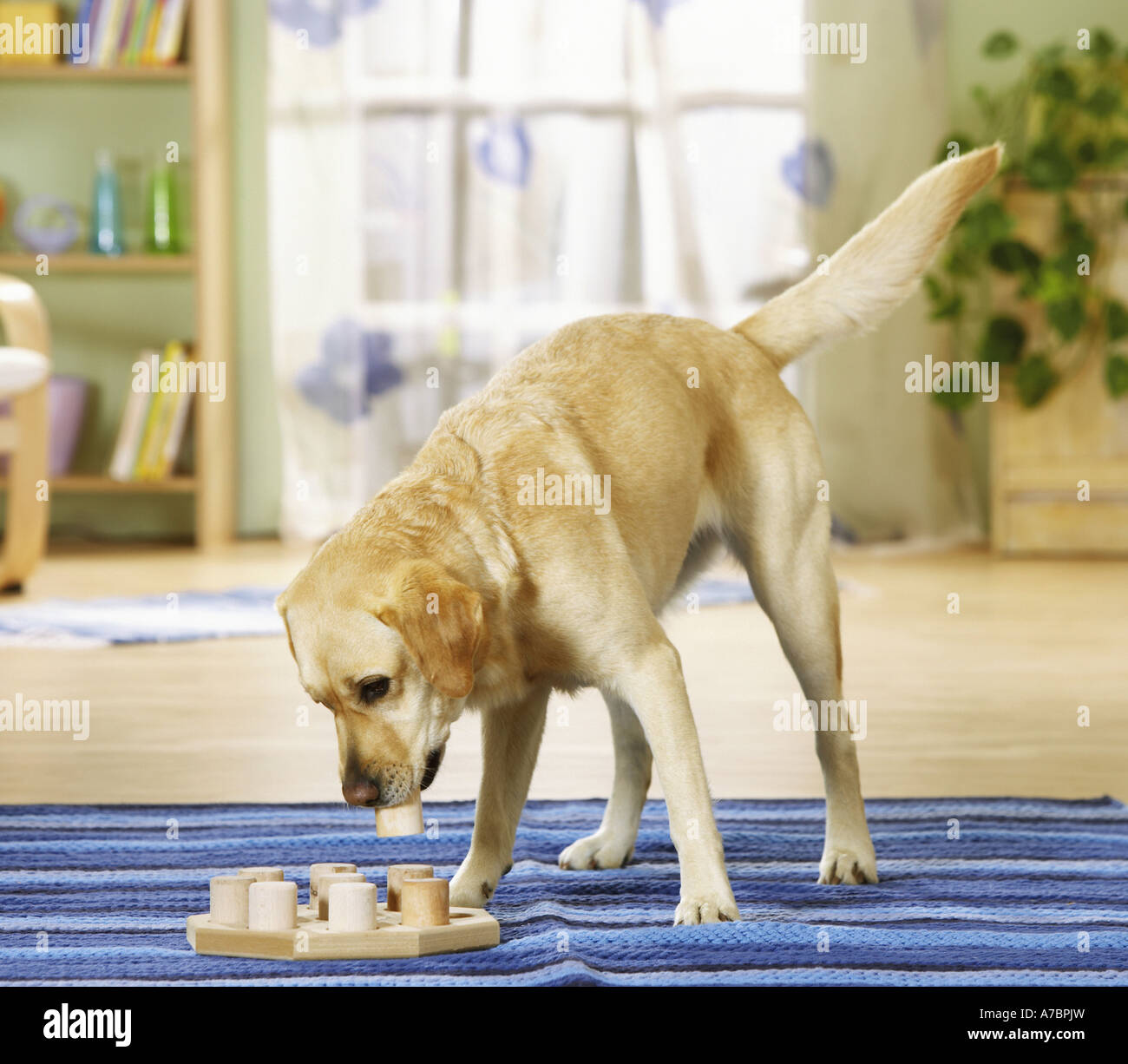 Labrador Retriever - playing Stock Photo - Alamy