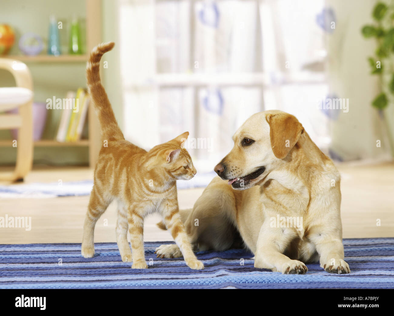 animal friendship : Labrador Retriever and domestic cat Stock Photo - Alamy
