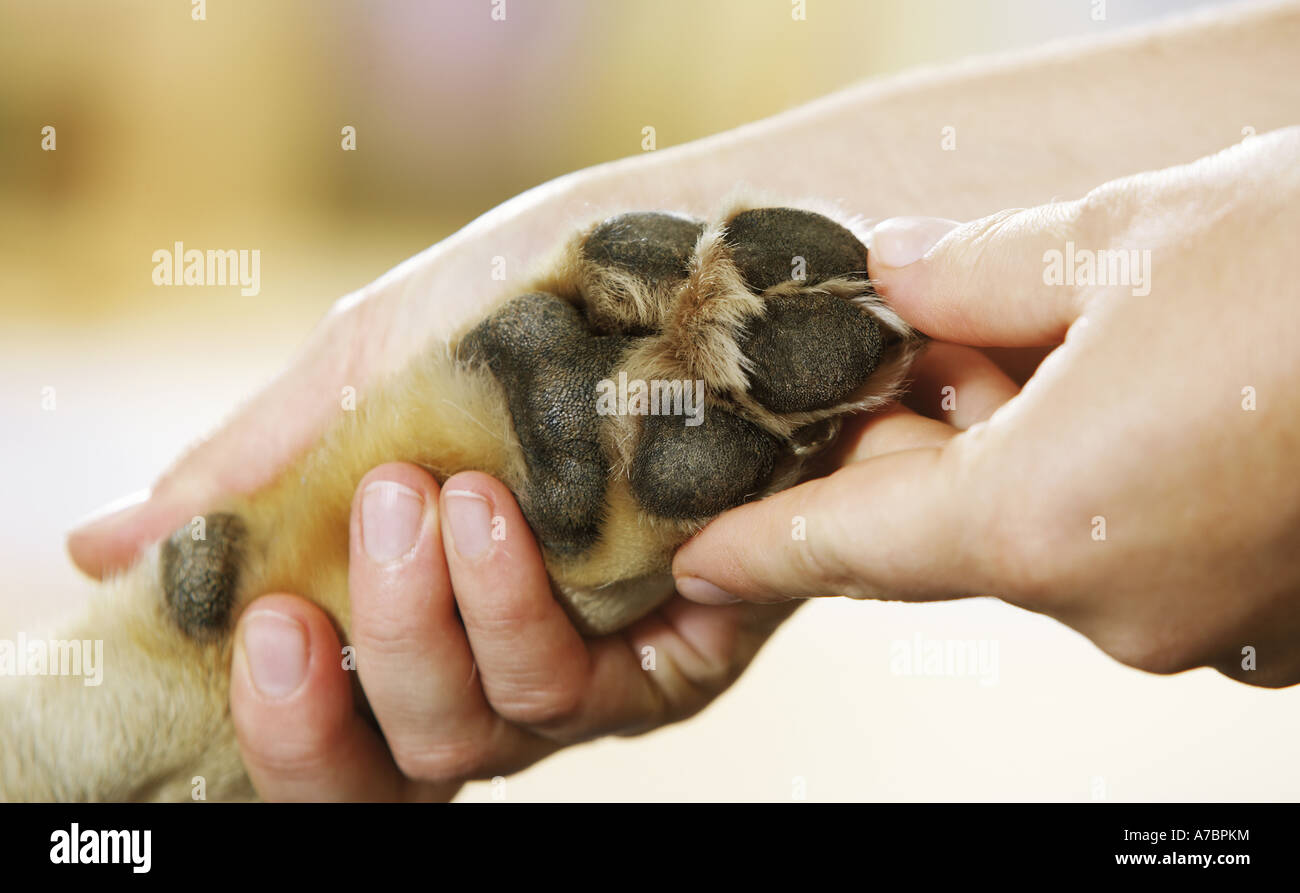 Labrador Retriever - checking paws Stock Photo - Alamy
