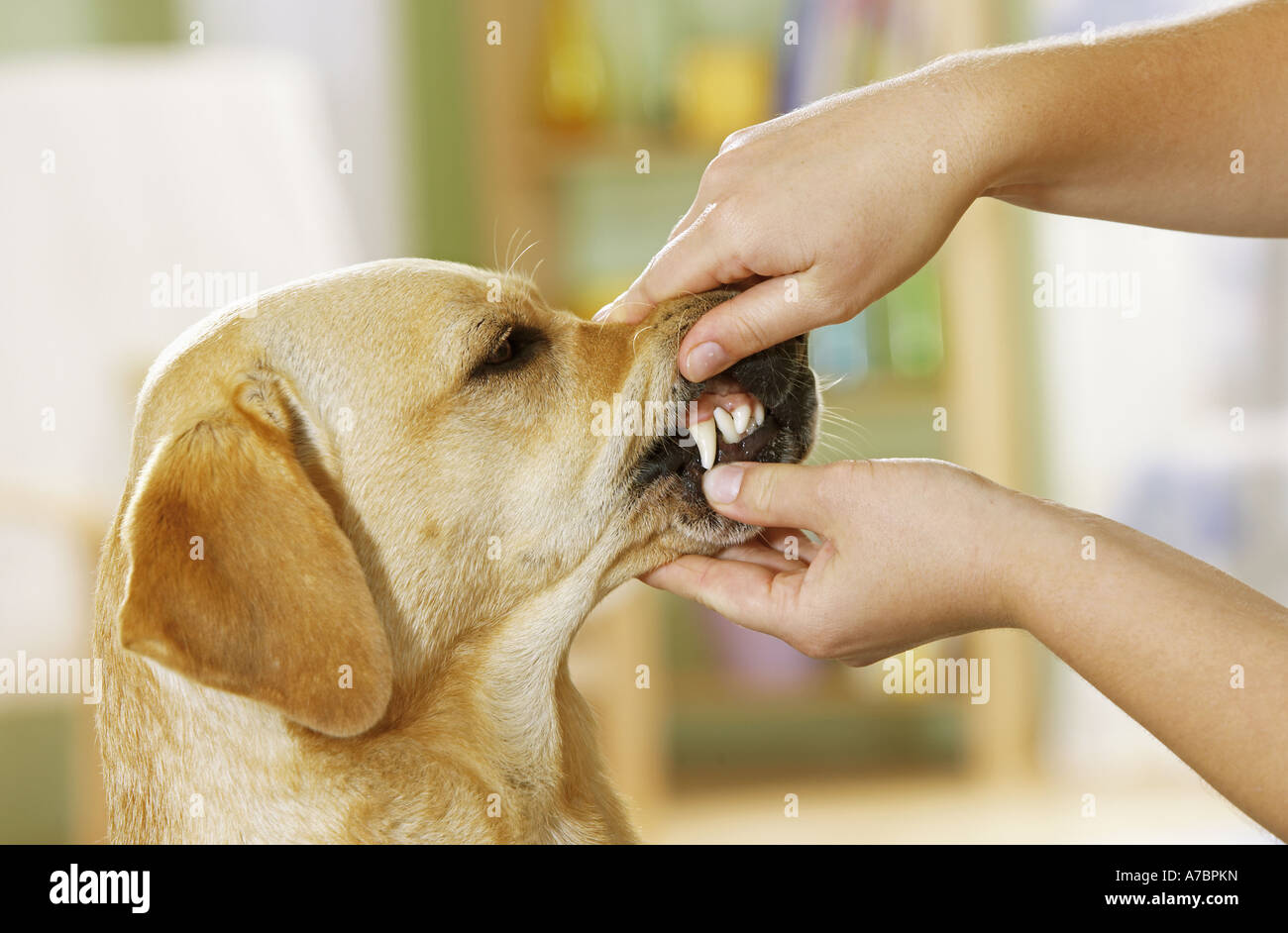 Labrador Retriever - checking teeth Stock Photo - Alamy