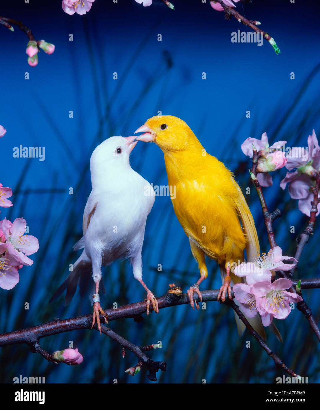Bird canaries pair hi-res stock photography and images - Alamy