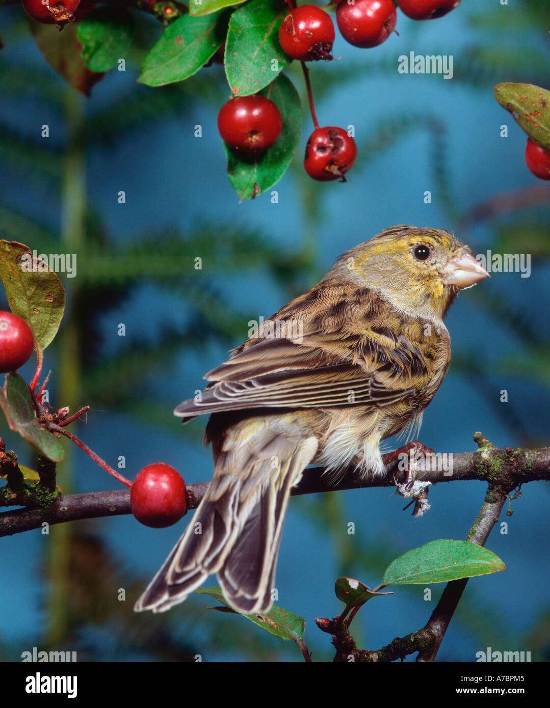 Wild Canary Stock Photo - Alamy