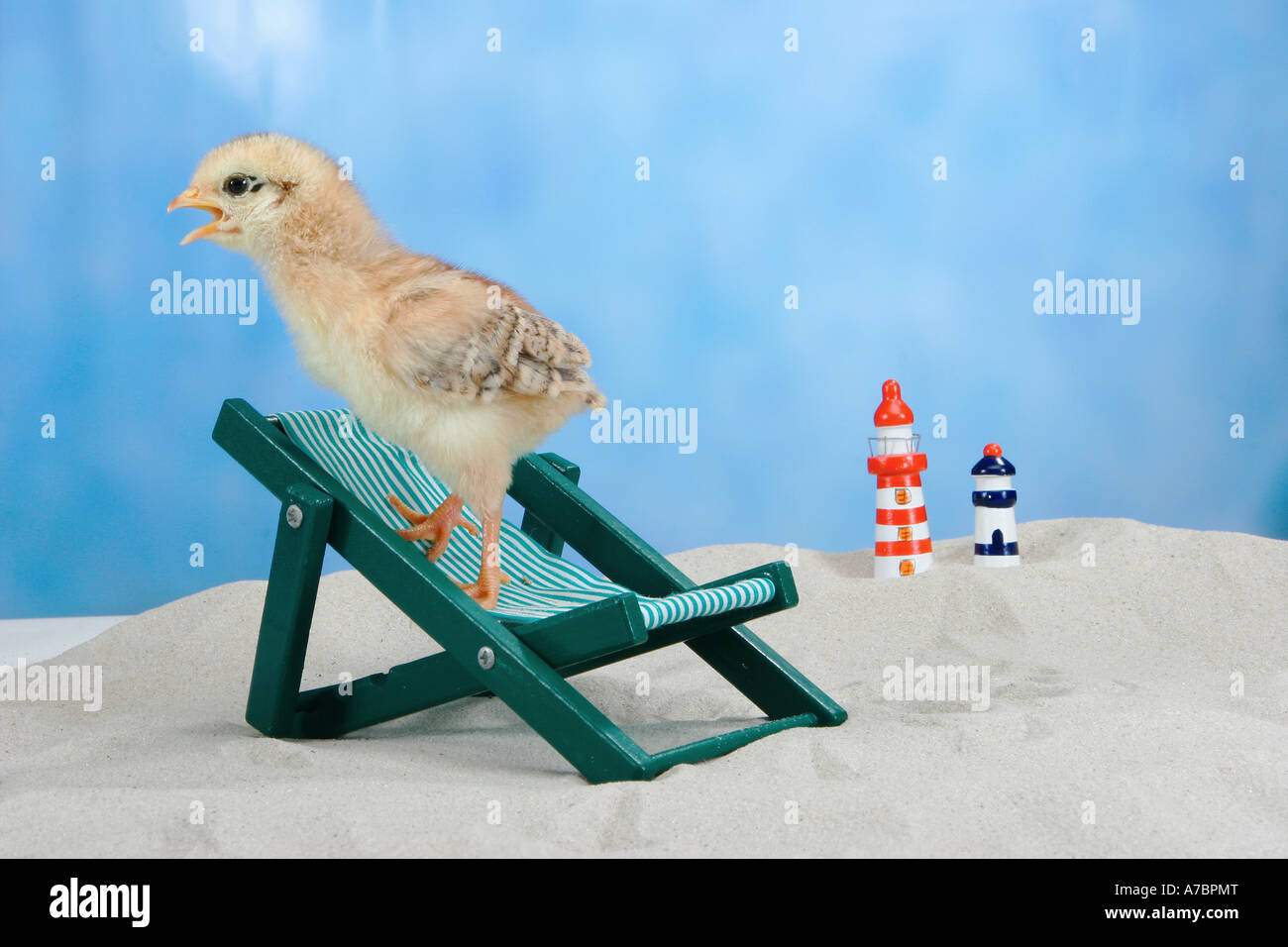 Domestic chicken. Chicken standing on deck chair Stock Photo - Alamy
