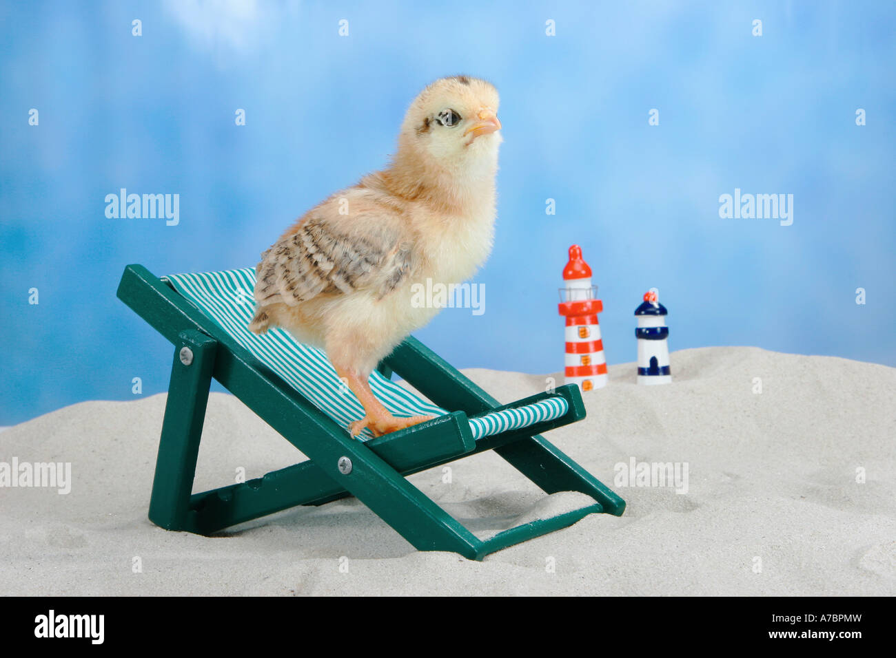 Chickens on the beach hi-res stock photography and images - Alamy