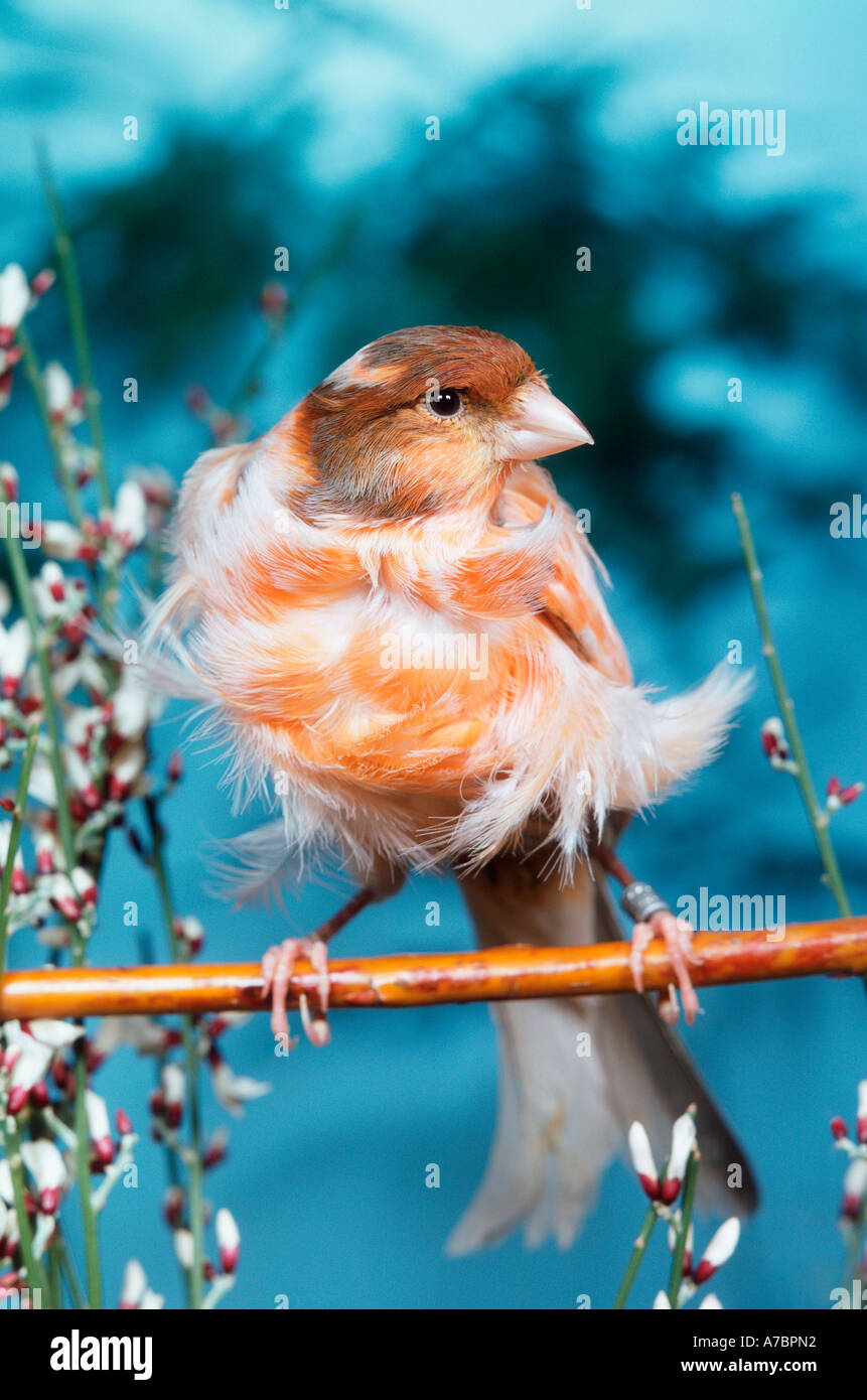 Dutch Frill Canary Stock Photo - Alamy