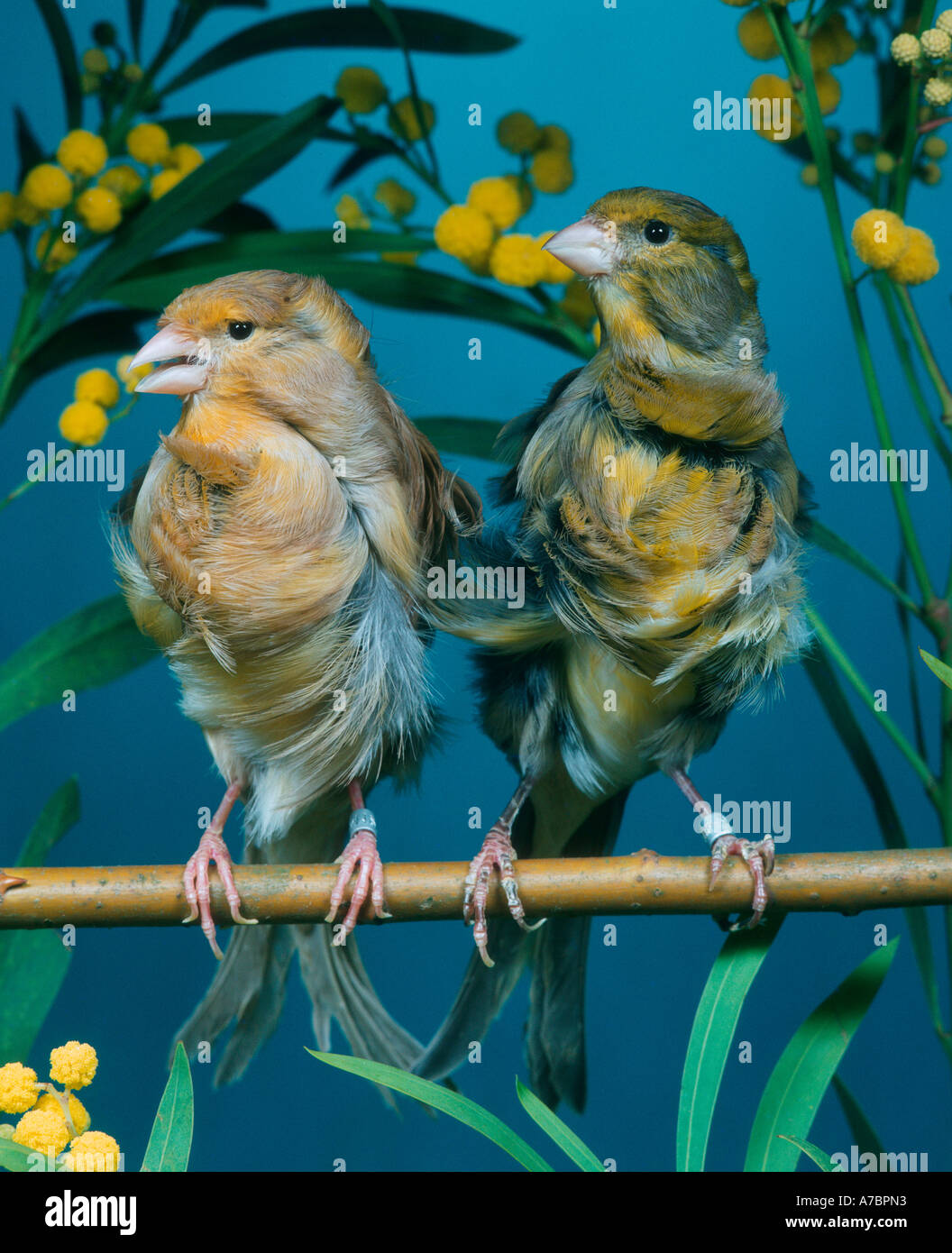 Frill High Resolution Stock Photography and Images - Alamy