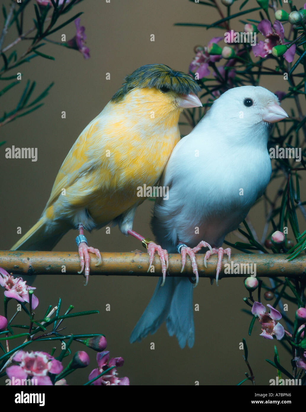 Upright crest hi-res stock photography and images - Alamy