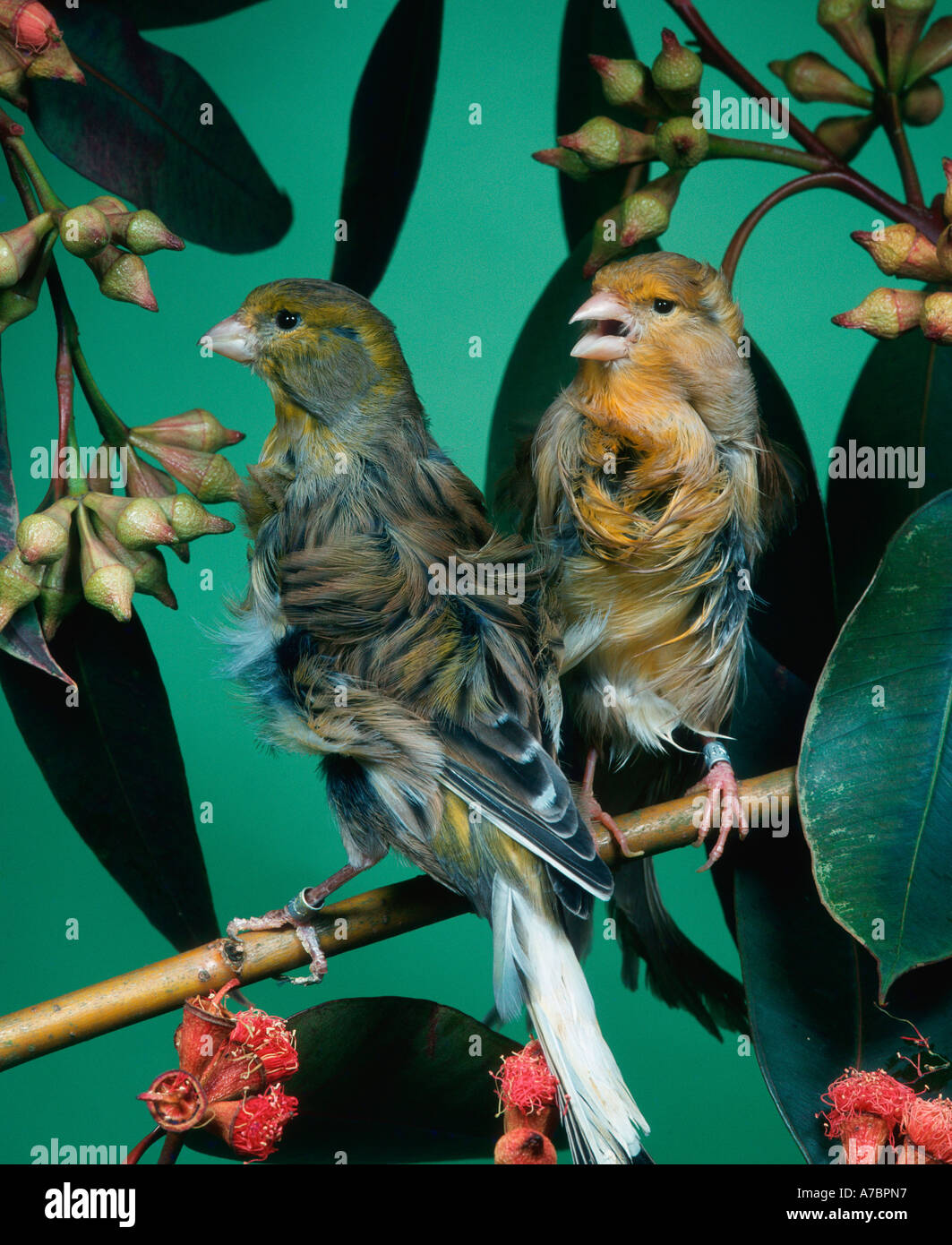 Parisian frill canary hi-res stock photography and images - Alamy