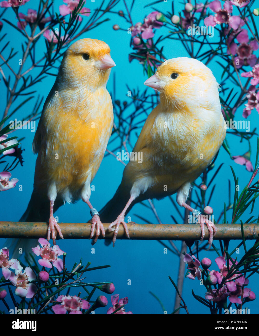 Yorkshire Canary Stock Photo - Alamy