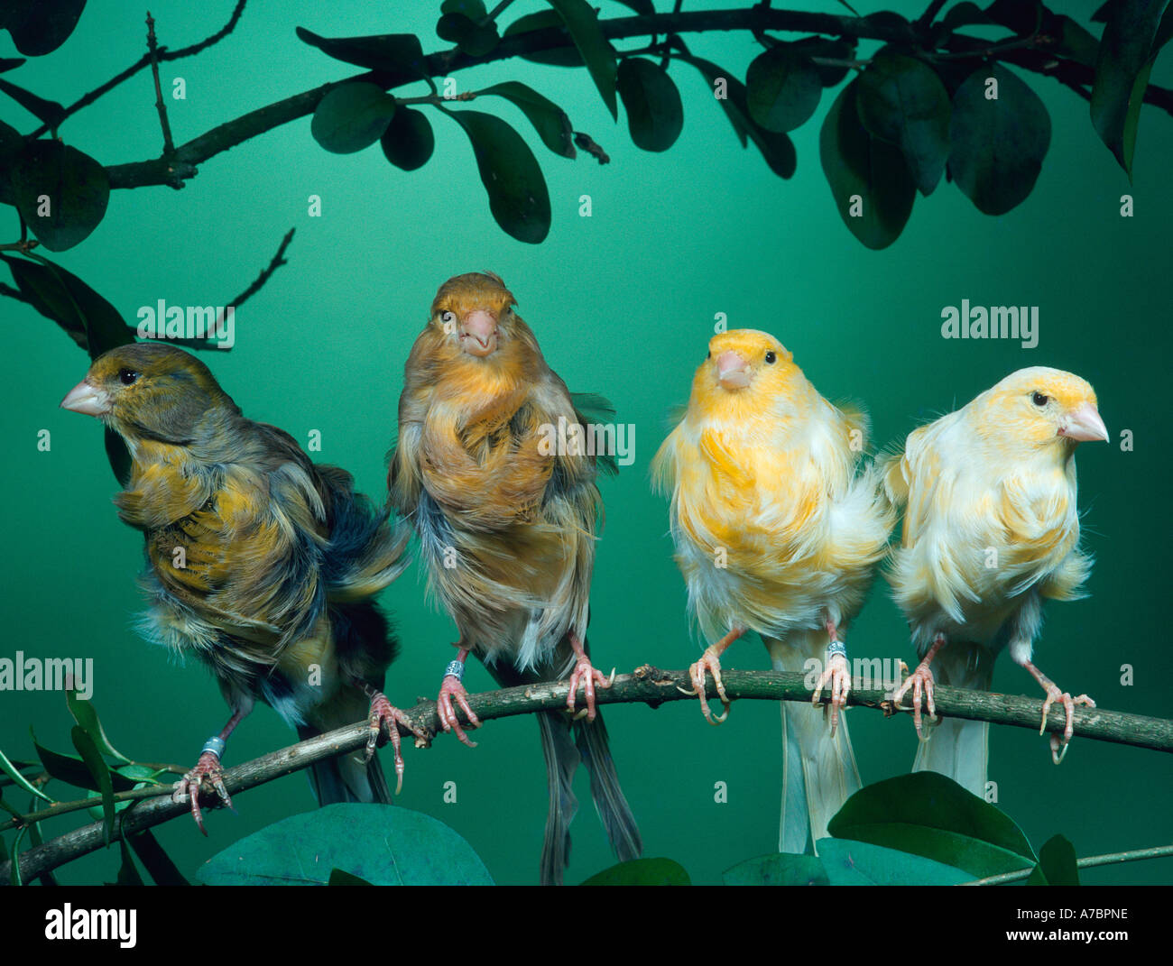 Dutch frill canary hi-res stock photography and images - Alamy
