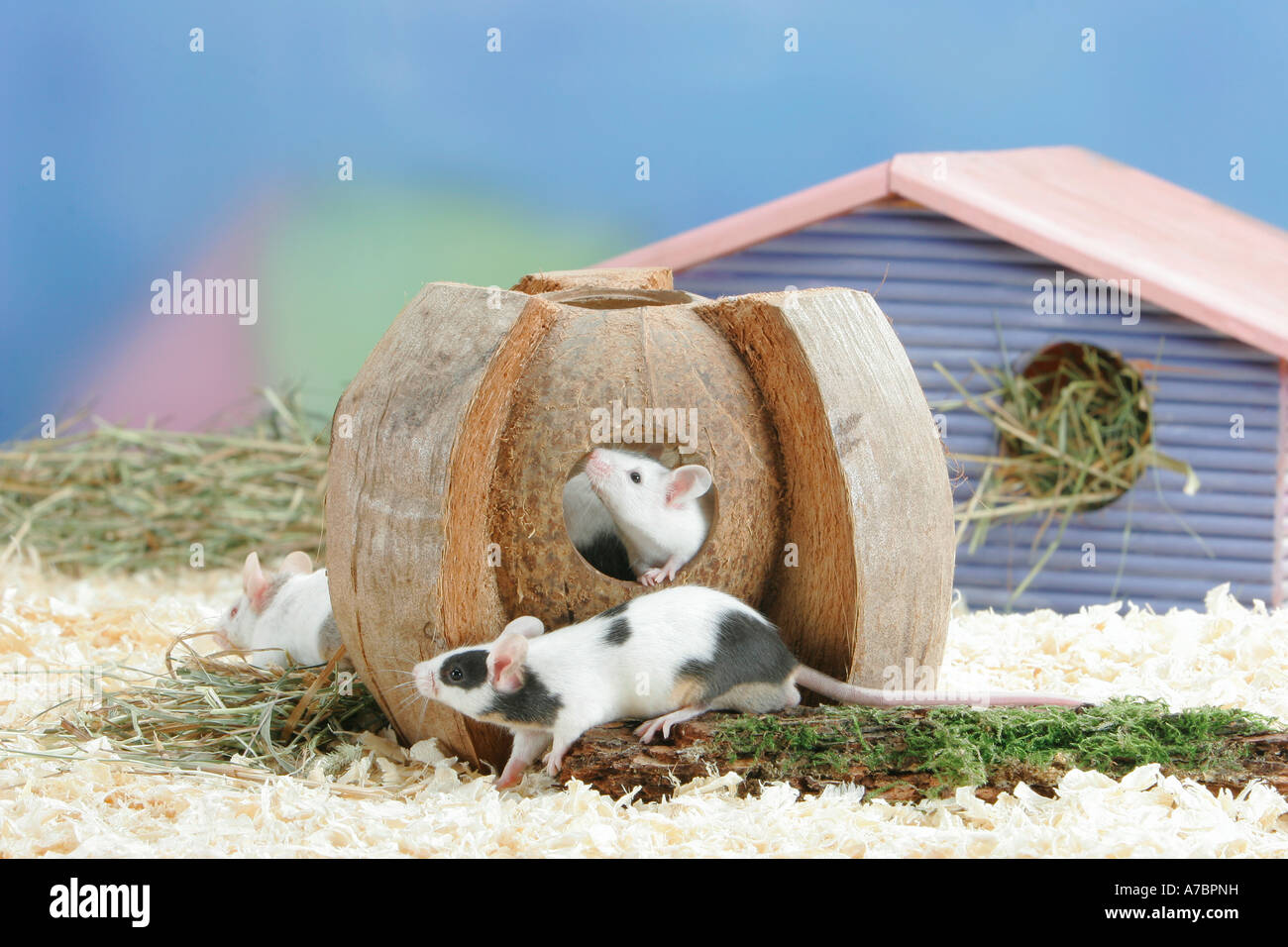 fancy mice - at house Stock Photo - Alamy