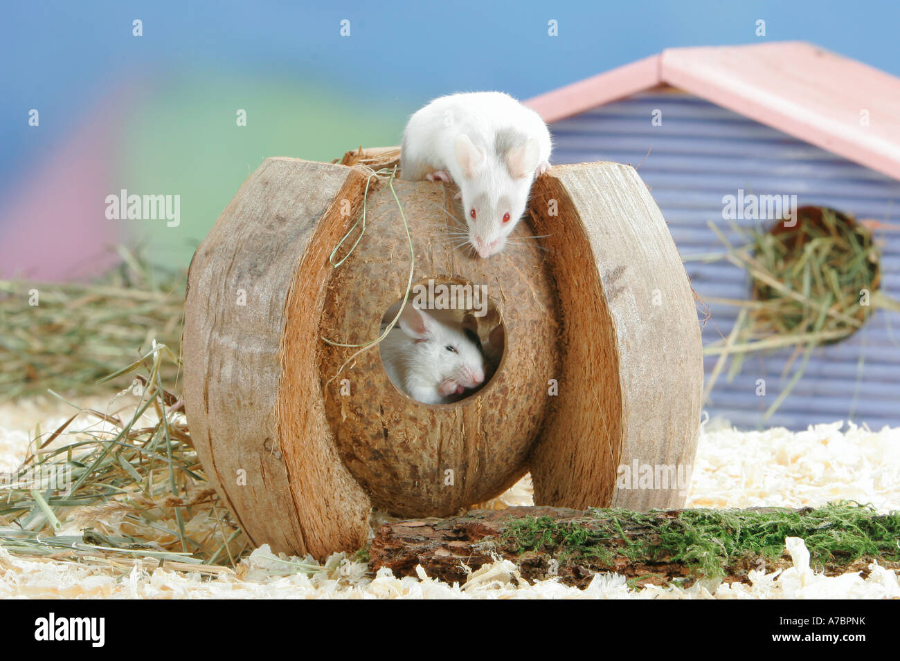 fancy mice - at house Stock Photo - Alamy