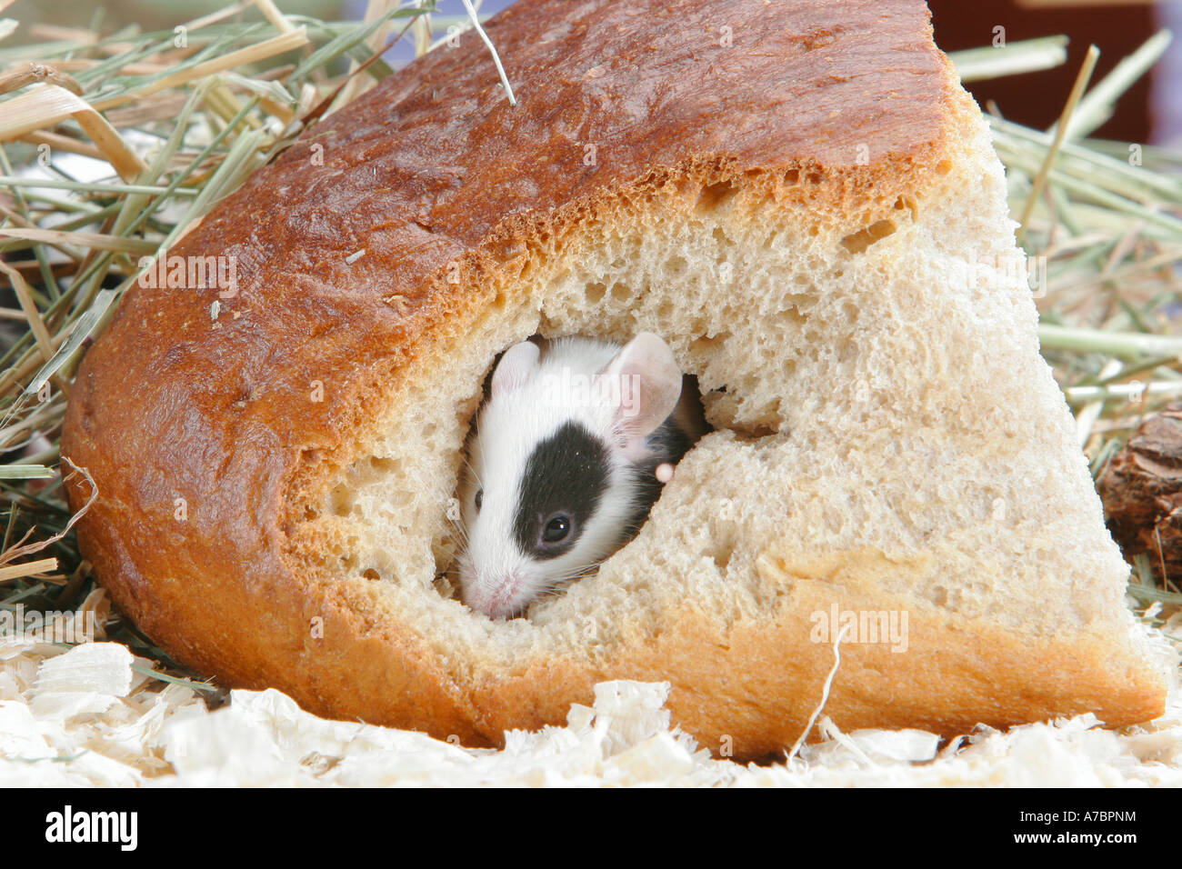 fancy mouse - in loaf of bread Stock Photo - Alamy