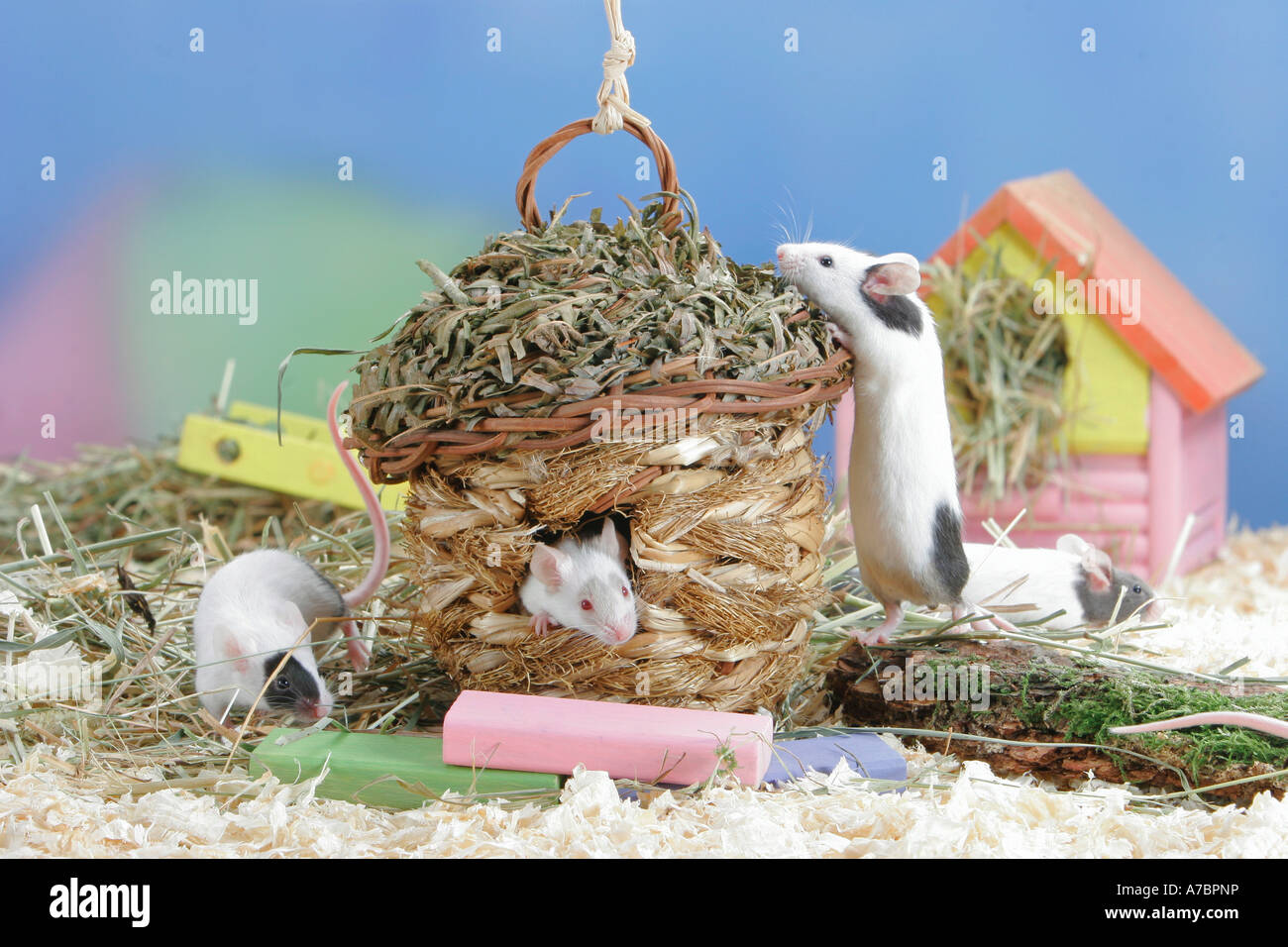 Group of mice house hi-res stock photography and images - Alamy